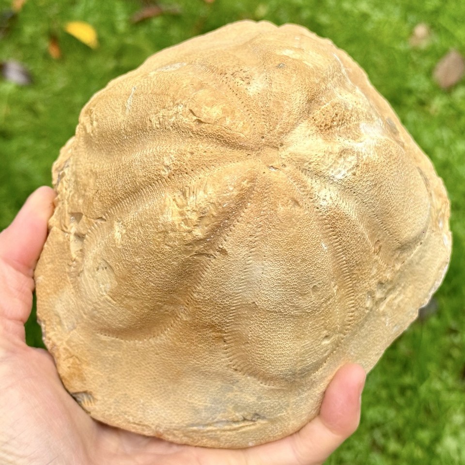 RARE 6" Clypeaster altus Fossil Echinoid Miocene Spain A-Grade Pozo ...