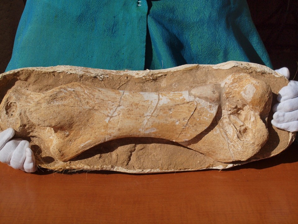 XLarge Fossilized Mosasaurus Dinosaur Limb Bone 60 Million Years old 19 ...