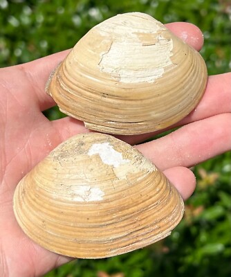 Maryland Fossil Bivalve Calvert Cliffs Clam Shell | eBay