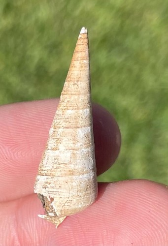 Gastropod Fossil Mesalia claibornensis Texas Eocene Age Shell | eBay ...
