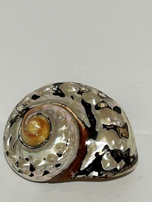 South African Turban Seashell Turbo Sarmaticus Decorative Snail Shell 3 ...