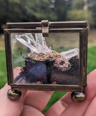 Real Preserved gilded turtle Taxidermy Oddities Art coffin jewelry box ...