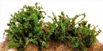 02 Surrender Bush Plant With Very Small Well-Defined Leaves For Diorama ...