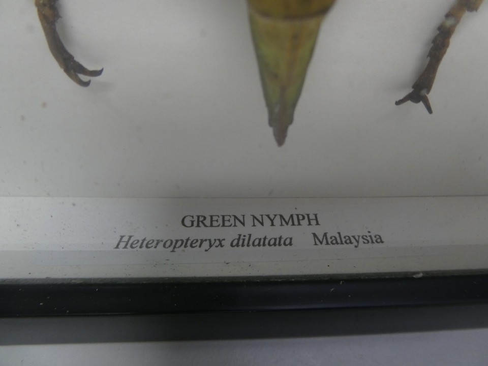 VINTAGE TAXIDERMY MOUNTED FRAMED INSECT SPECIMEN | eBay Australia