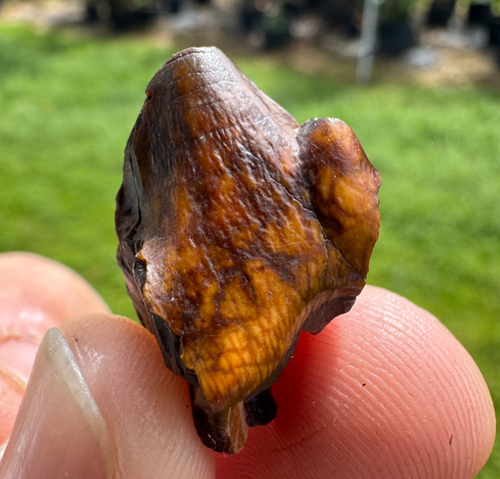 RARE DIRE WOLF MOLAR TOOTH CARNASSIAL PARTIAL FOSSIL MAMMAL ICE AGE ...