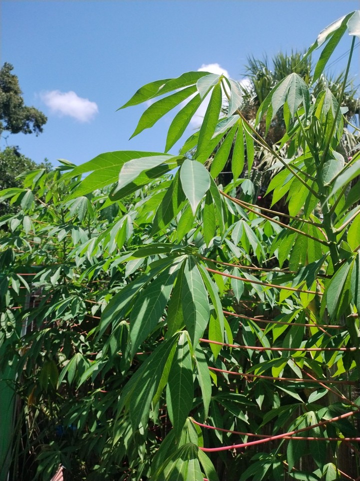 Cassava / Yuca "red" (Manihot esculenta) cuttings. 15 Cuttings 9-12 ...