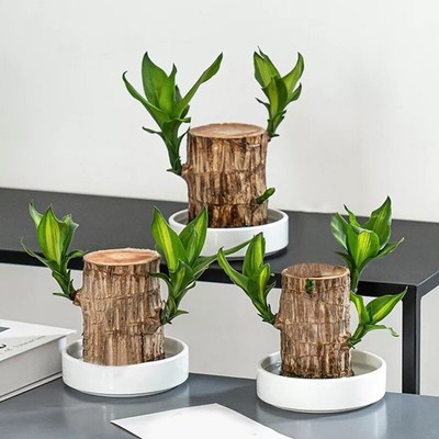 Groot Green Plant Brazilian Wood Water Raise Lucky Wood Potted Small ...