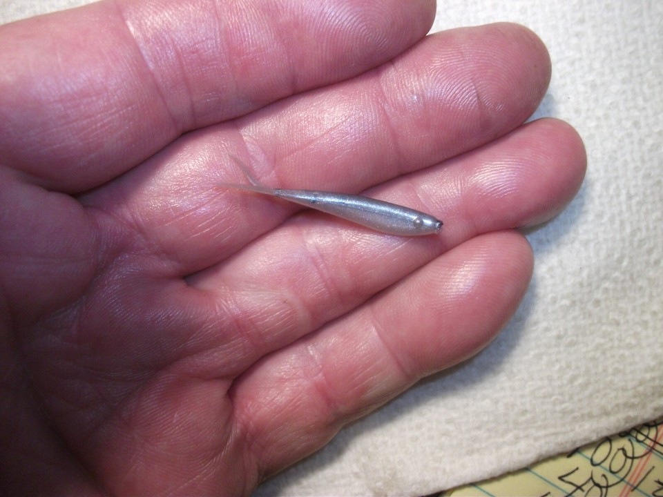 70-1 1/2"-CRAPPIE-PANFISH-MINNOWS-GRUBS-JIG-SPLIT TAILS-flukes-scent ...