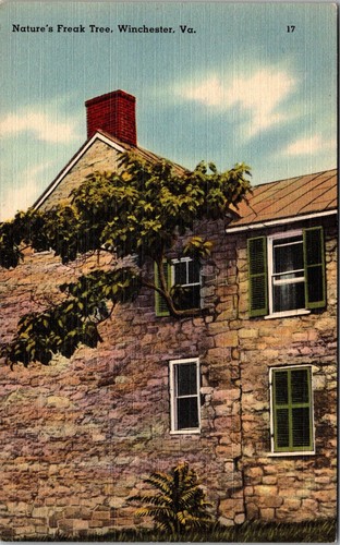 Linen Postcard Natures Freak Tree Winchester Virignia T17 | eBay