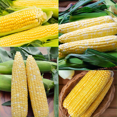 Sweet Corn legacy 12 Seeds VEGETABLES Garden CORN SUMMER Warm Season ...