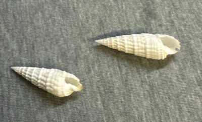 Rhinoclavis aspera (Rough Vertagus) 36mm & 44mm !!! | eBay