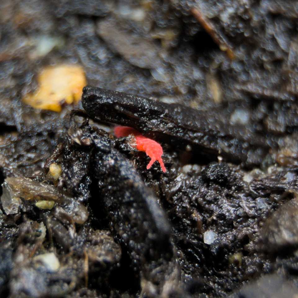 25+ Thai Red Lobella Springtails Rare Starter Culture Feeder LAG | eBay