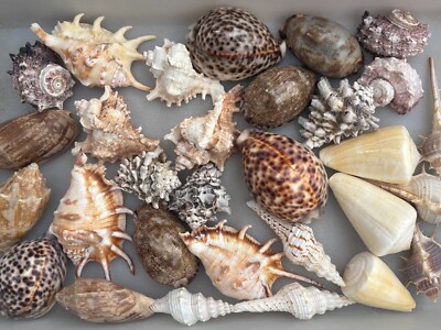 Large Seashells Assortment 10 Different Species Best Value | eBay