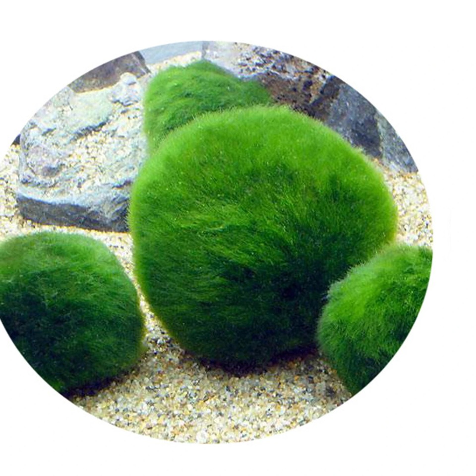 2PCS Marimo Moss Ball Aegagropila Linnaei Small Live Aquarium Plants | eBay