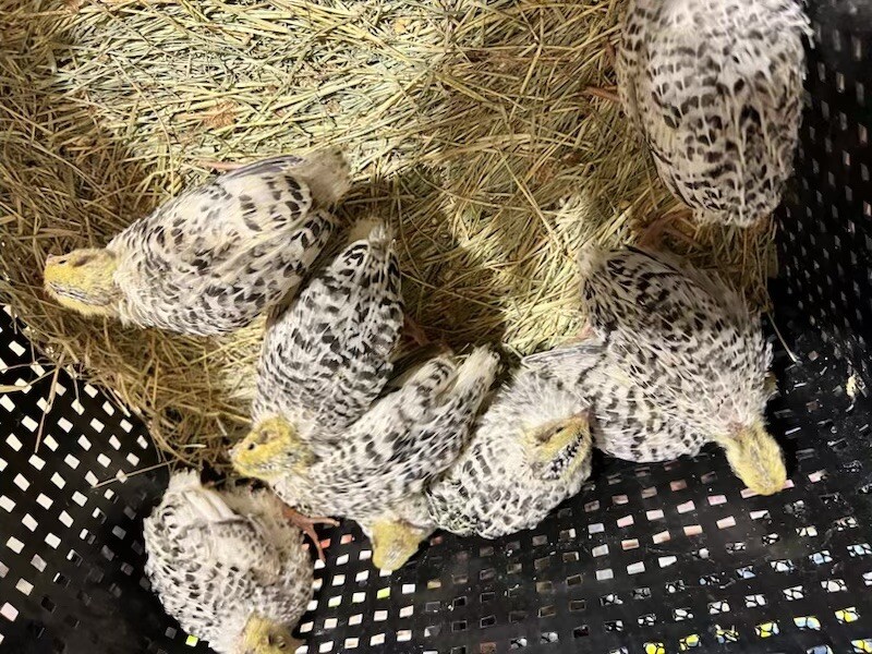 20 + Hatching Eggs 10 +Pearl Fee and 10 + Pearl Pansy Fee Coturnix ...