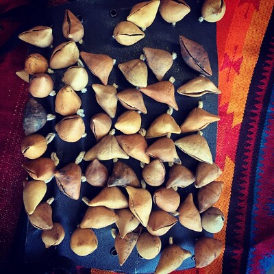 Chachayotes Hueseras Ayoyotes Sz standard Medium Large | eBay