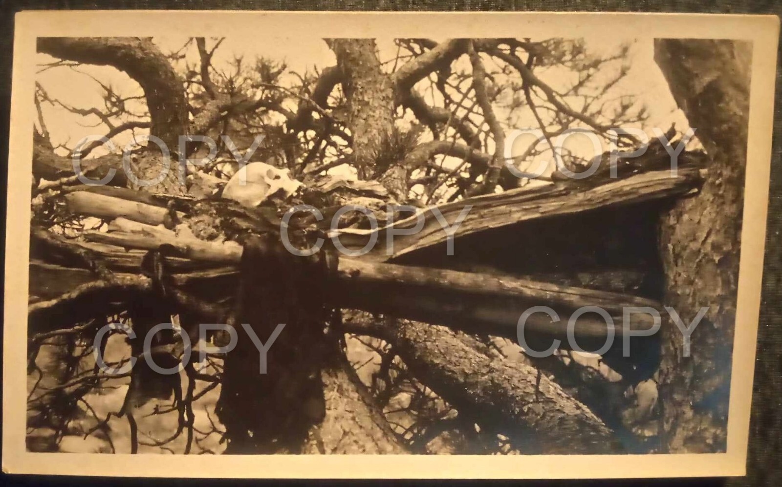 c1900 TREE BURIAL, SKY BURIAL NATIVE AMERICAN SIOUX, UTE, NAVAJO, CROW ...