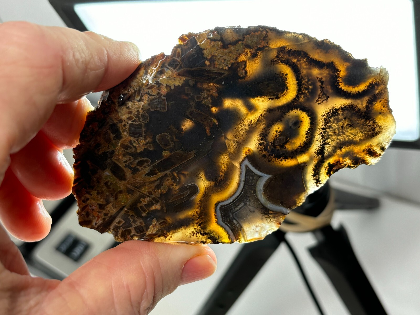 Turkish Stick Agate end cut slabs for Cabbing Lapidary Collecting Combo ...