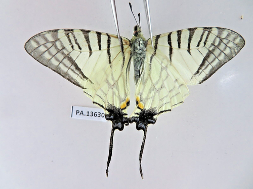 PA13630. Insects, butterflies: Papilio sp. North Vietnam | eBay