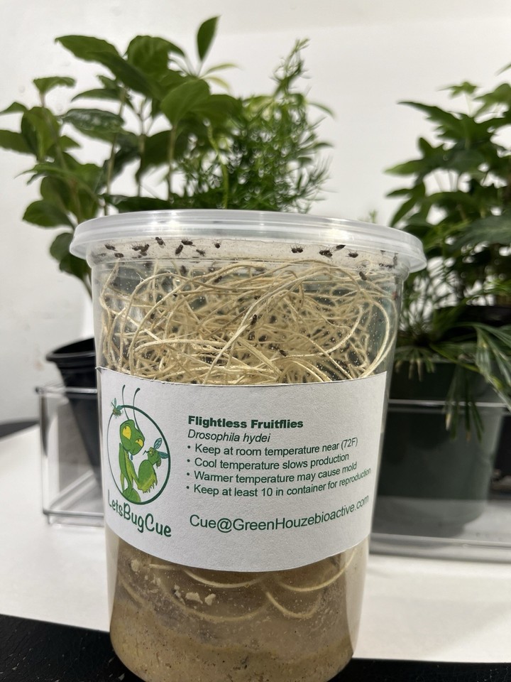 3 FLIGHTLESS FRUIT FLIES Reptile lizard frog gecko mantis jumping ...