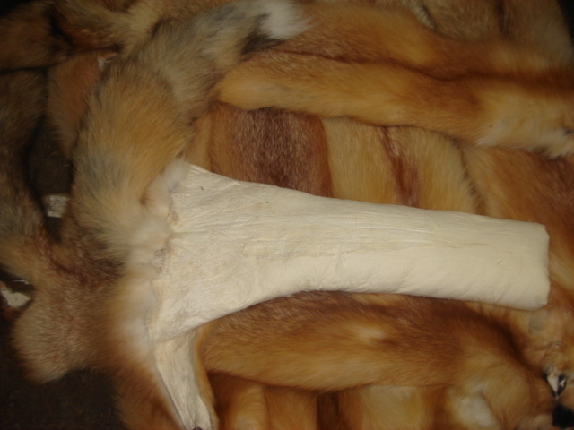 Tanned Red Fox Hides/Furs/Trapping/Taxidermy/Crafts/Freshly tanned/USA ...
