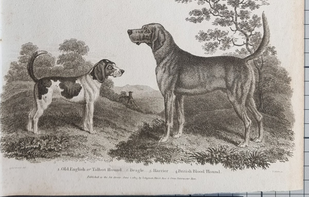 Talbot Hound
