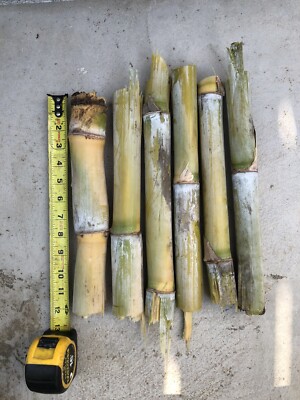 6 (12 In) sticks SUGAR CANE GREEN JUICING CHEWING ORGANIC PLANT, | eBay