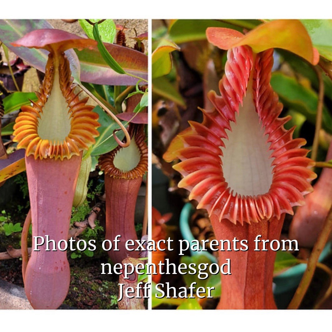 Nepenthes Edwardsiana By Jeff Shafer SG XS Seedling Shipped POTTED Read ...