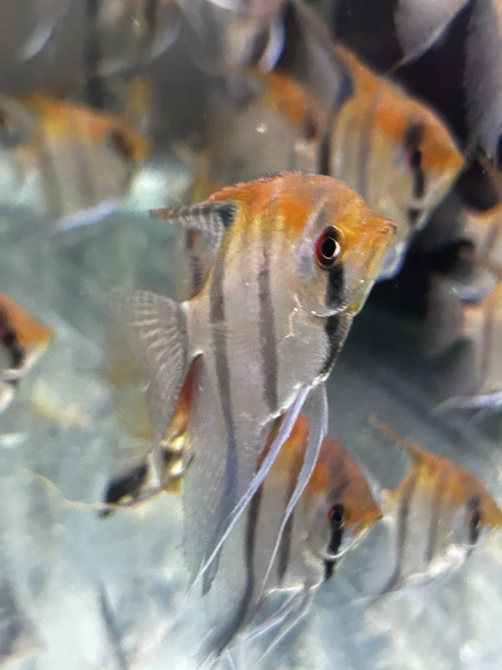 Freshwater Angelfish Silver Orange Striped Tropical Peaceful Aquarium ...