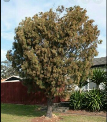 NATIVE SEEDS - Black She Oak (Allocasuarina littoralis) 40 SEEDS NATIVE ...