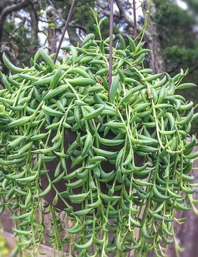 Senecio String of Bananas- Unique, Fast Growing, Easy Care Succulent | eBay