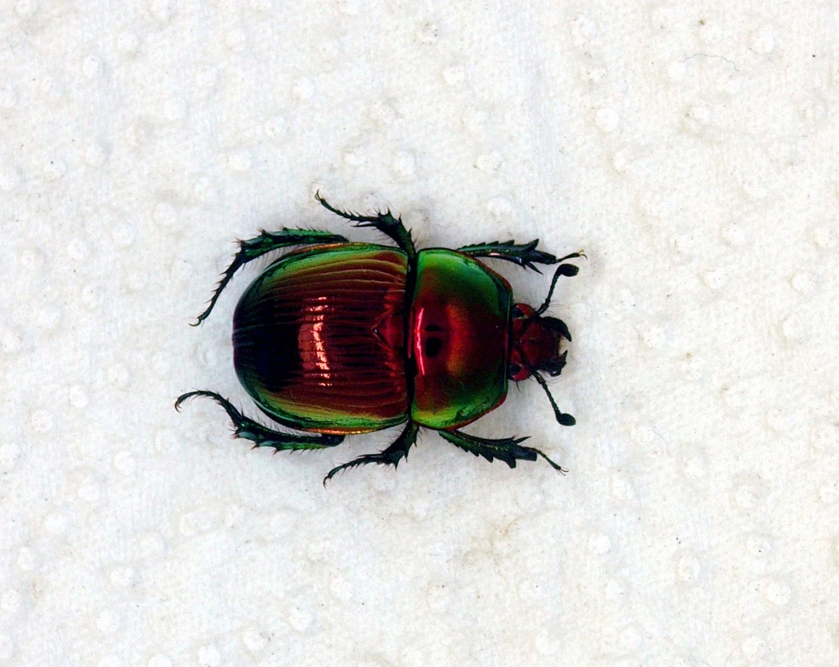 Scarabaeidae Dung Beetles