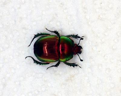 Scarabaeidae -Dung Beetle - Geotrupes auratus auratus - Red Color Form ...