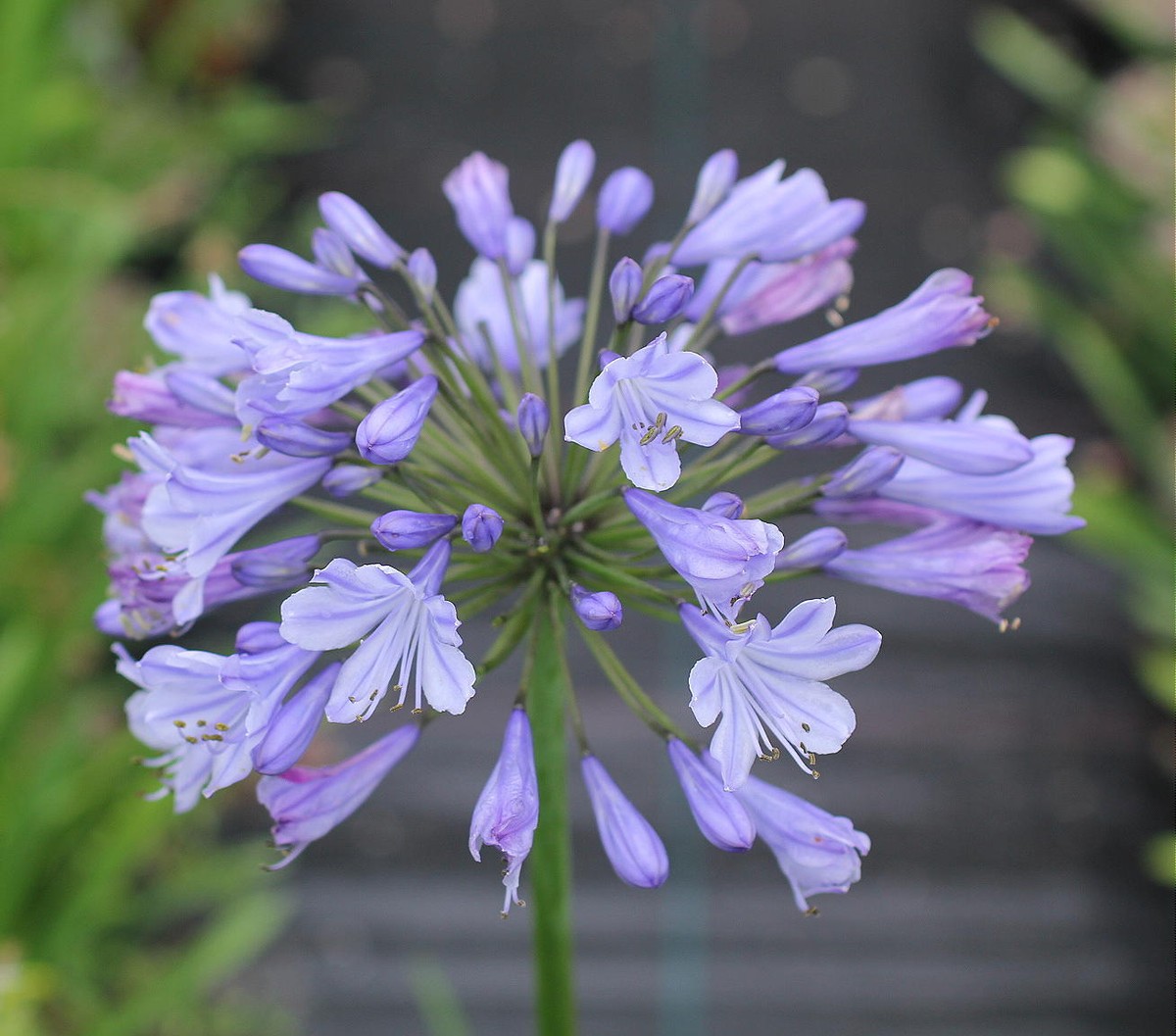 Agapantos Agapanthus Africanus White | Lily Of The Nile 2lt