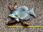 18" Black Crappie Replica Scene 2D Flat Metal Crappie Rustic Cabin ...