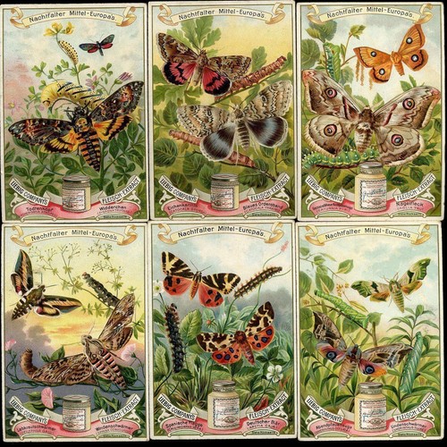 Liebig s. 555 farfalle notturne d' europa 1898 TED | eBay
