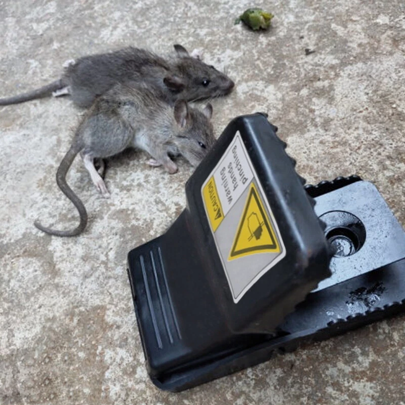 Pack Rat Traps