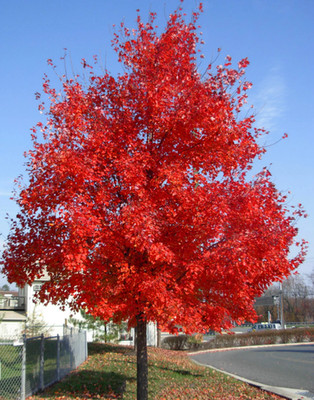 Set 2 Red Maple (Acer Rubrum) Trees Live Plant Bare Roots Dormant 2-3 ...
