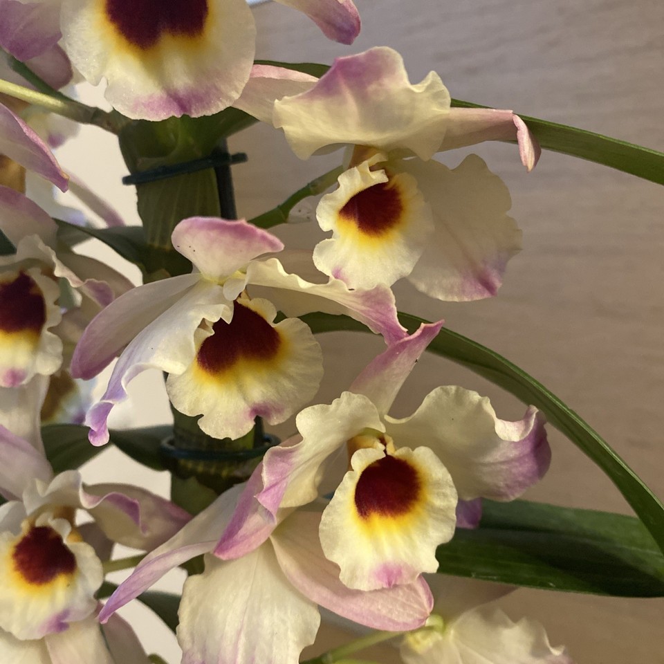Dendrobium Wave King 'Akebono' Orchid plant Not in bloom | eBay UK