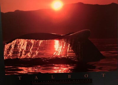 Humpback Whale By Bob Talbot, unframed, 90’s Photography Print | eBay