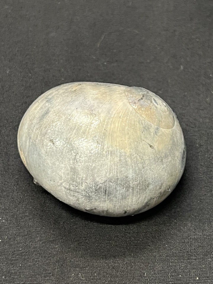 RARE Fossilized MOON SNAIL Shell From Central Florida, Pliocene Era. | eBay