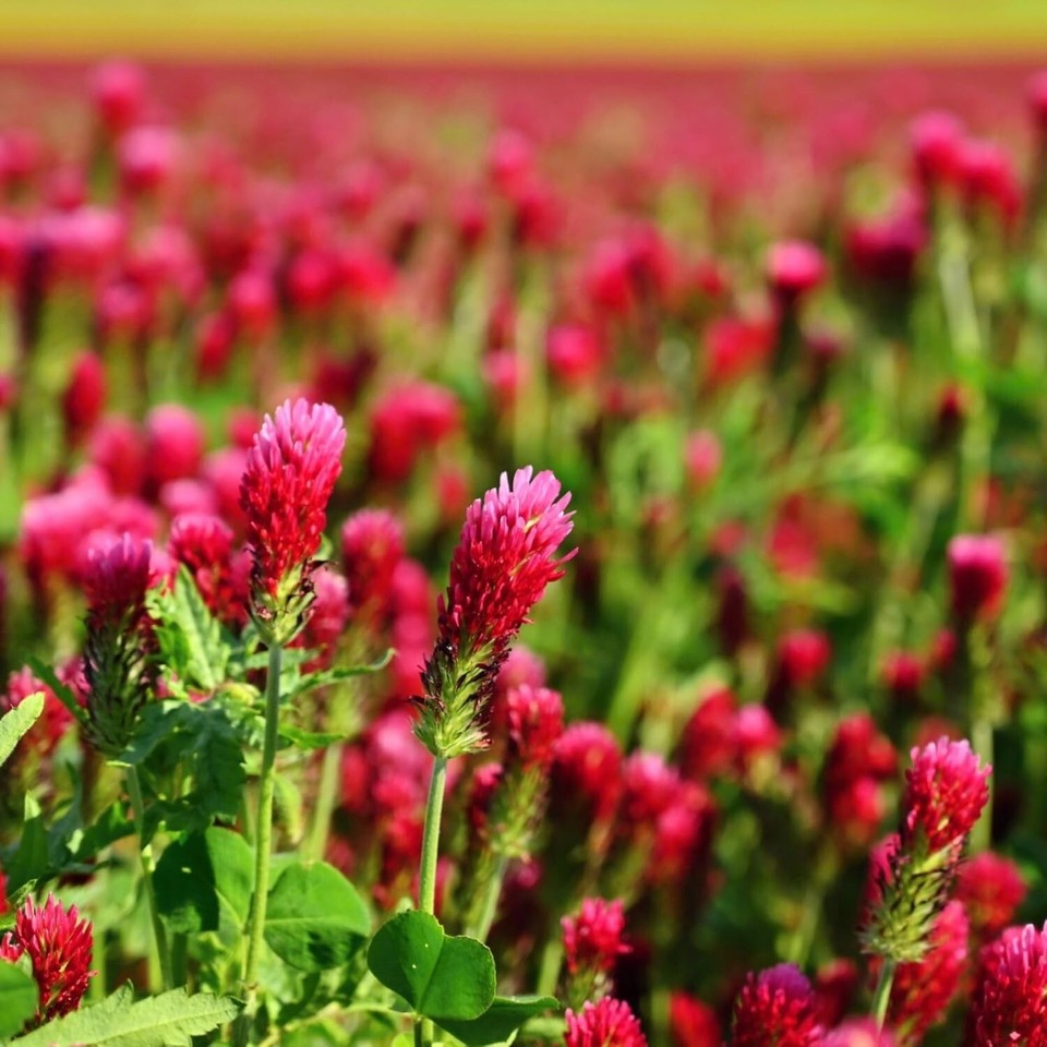 Crimson Clover Seeds - 5 lb Bulk ~232,000 Seeds - Legume Clover Seeds ...