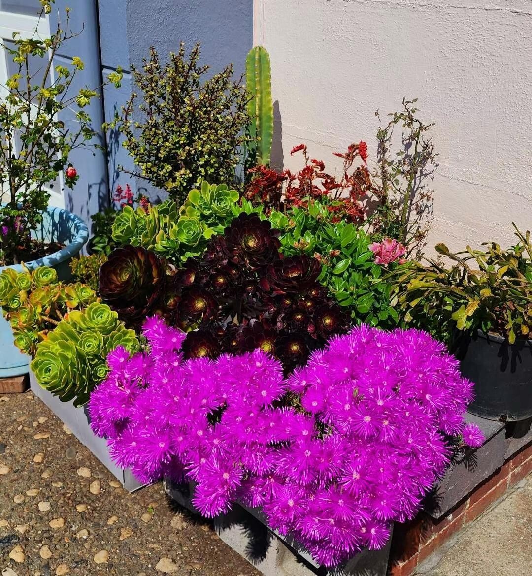 California Ground Cover Plants Native Groundcovers For Central