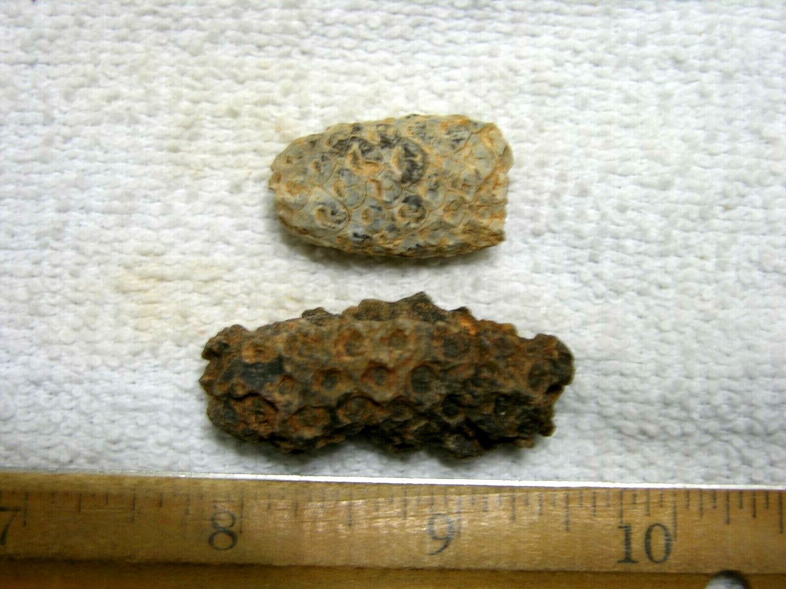 Petrified Silicified fossil Pine Cones Eocene Epoch Northern Sahara desert P31 | eBay