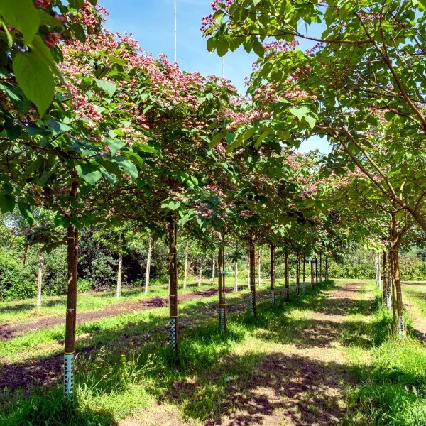 BLUE SAUSAGE FRUIT TREE SEEDS Edible & Ornamental Shrub Decaisnea ...