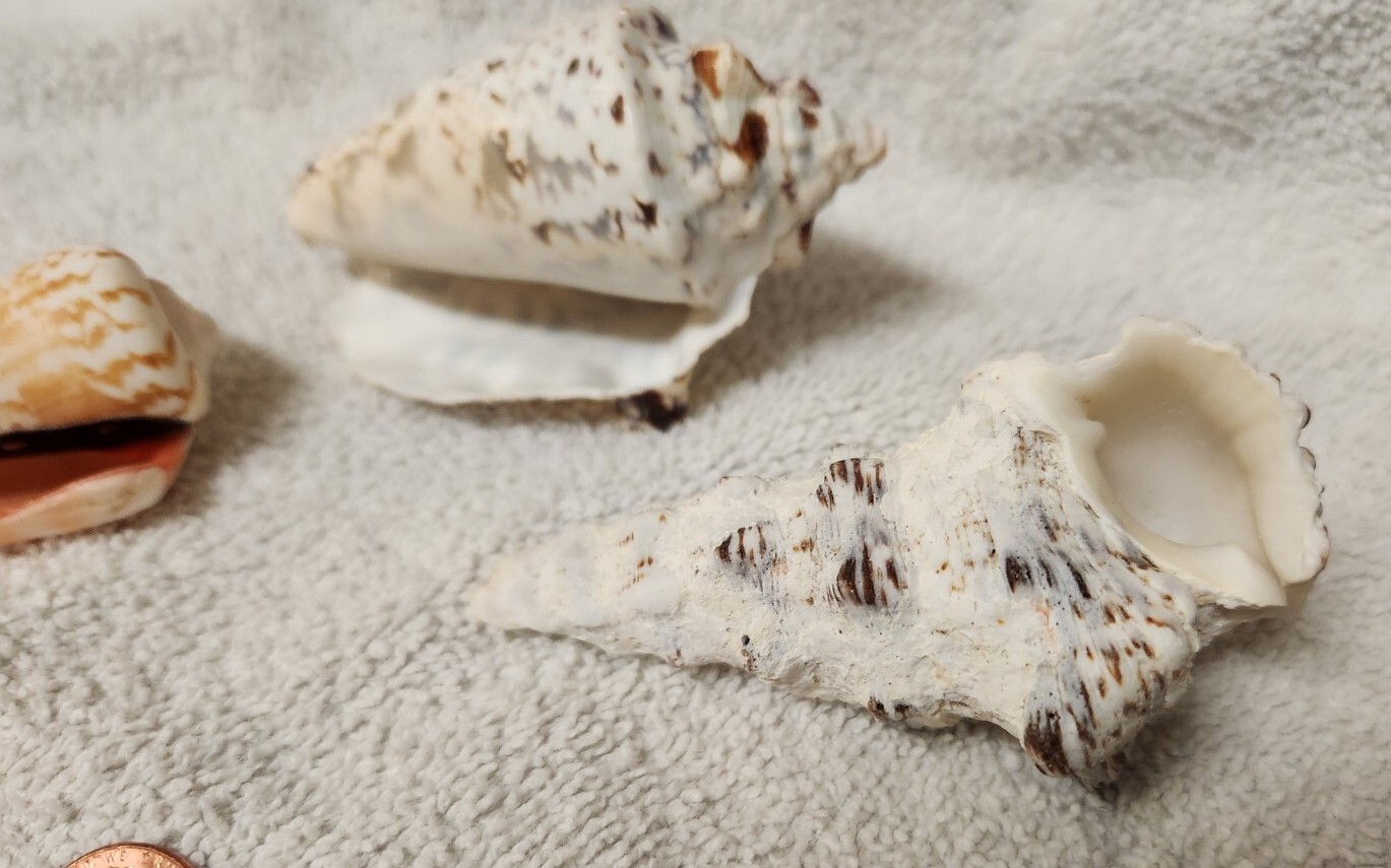 6 Med. Seashells Striped, Spiny & 2 Spiral Conch, Spiral Spiny ...