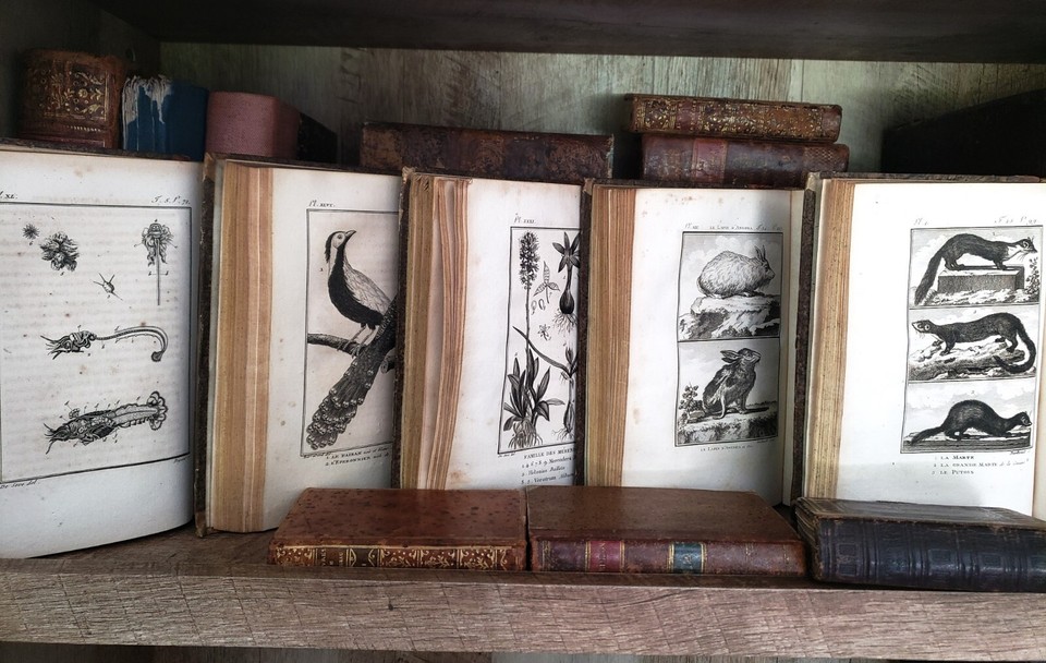 NATURAL HISTORY OF BUFFON 1799 - 1808 Engraved Editions of Animals ...