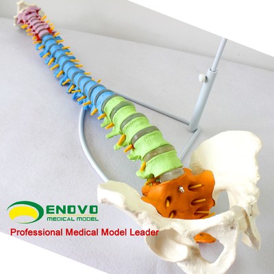 Teaching & Education Supplies - Spine Model