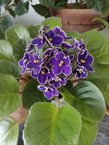 African Violet Optimara Hawaii Standard 2 Fresh Cut Unrooted Leaves | eBay