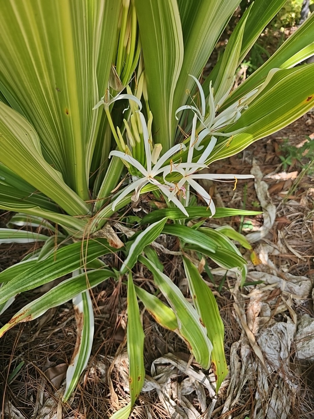 Crinum Lily Asiaticum Collosal Giant White Spider Live Plant Variegated ...
